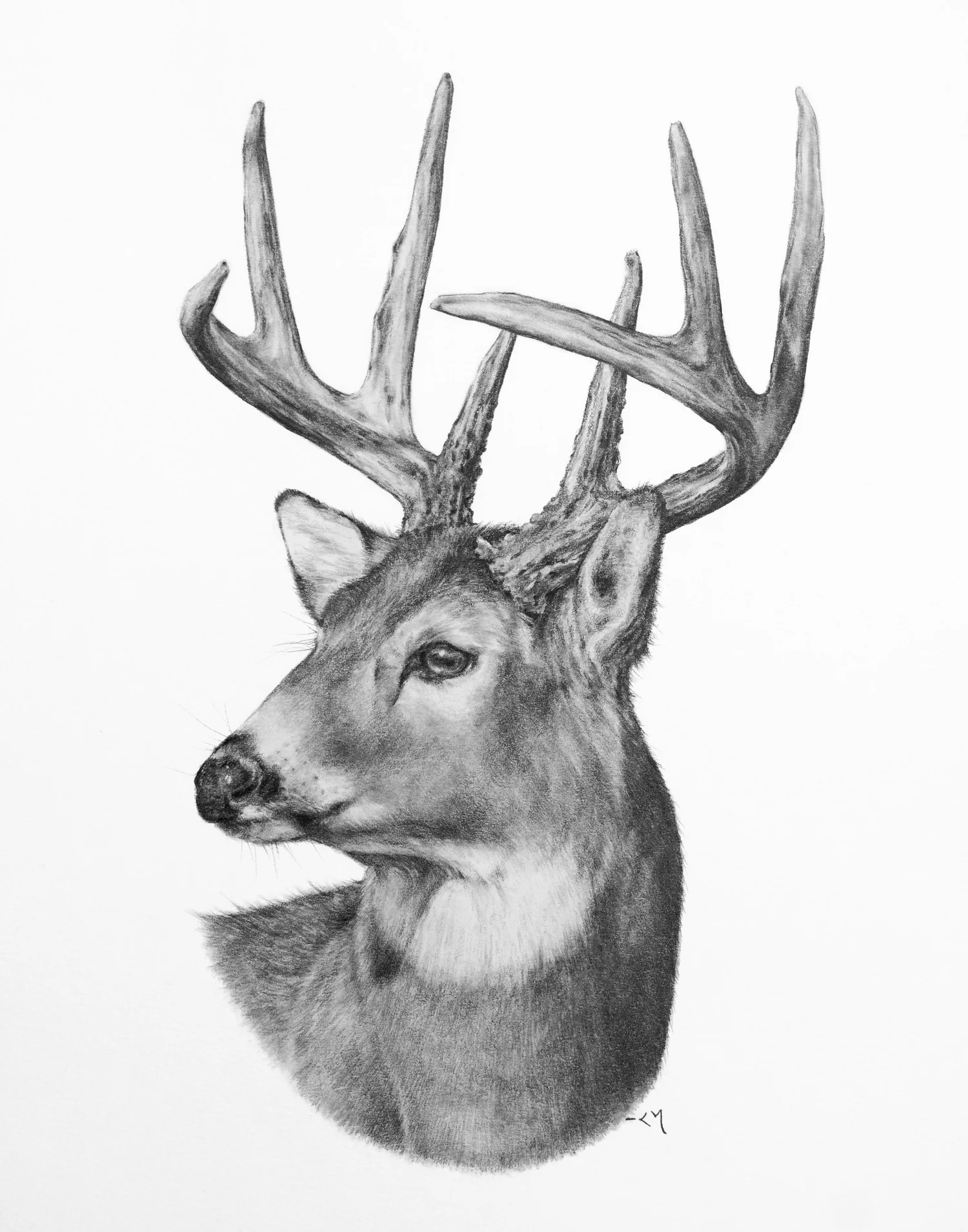 Whitetail Buck Drawings