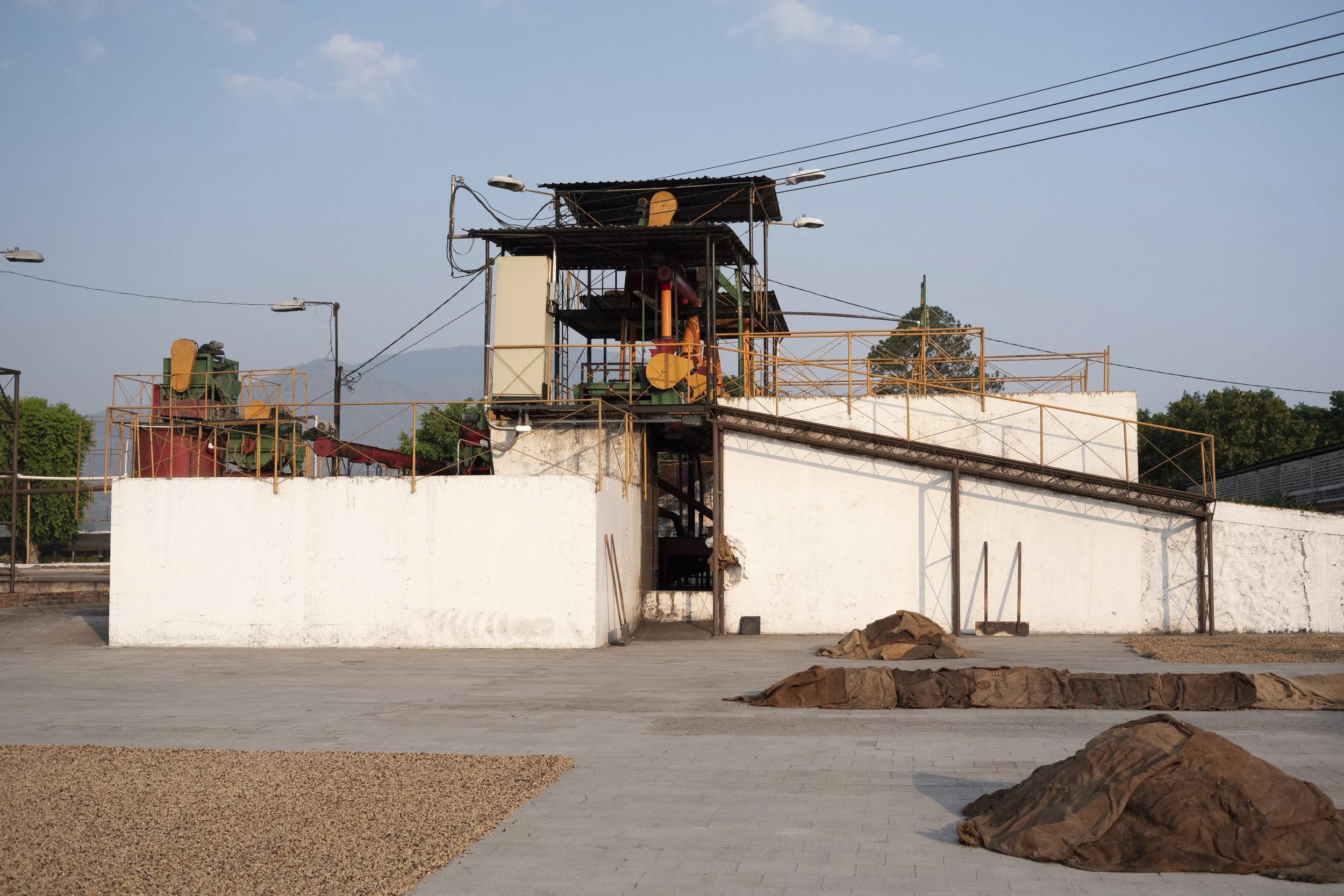 Freshly Roasted Coffee — Coffee Tree Roasters