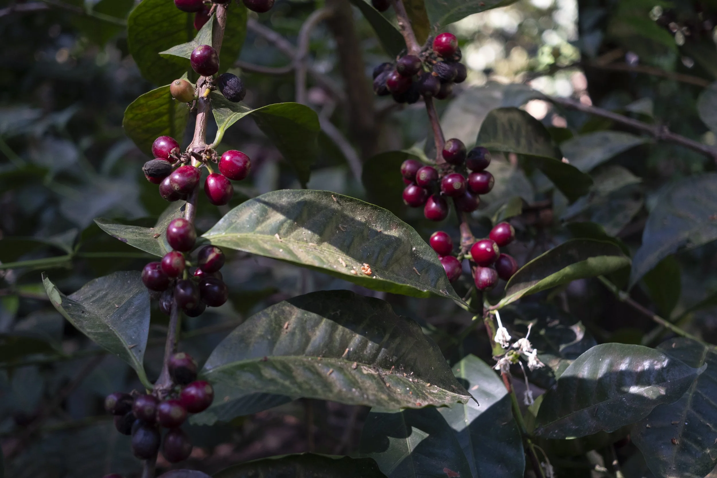 Freshly Roasted Coffee — Coffee Tree Roasters