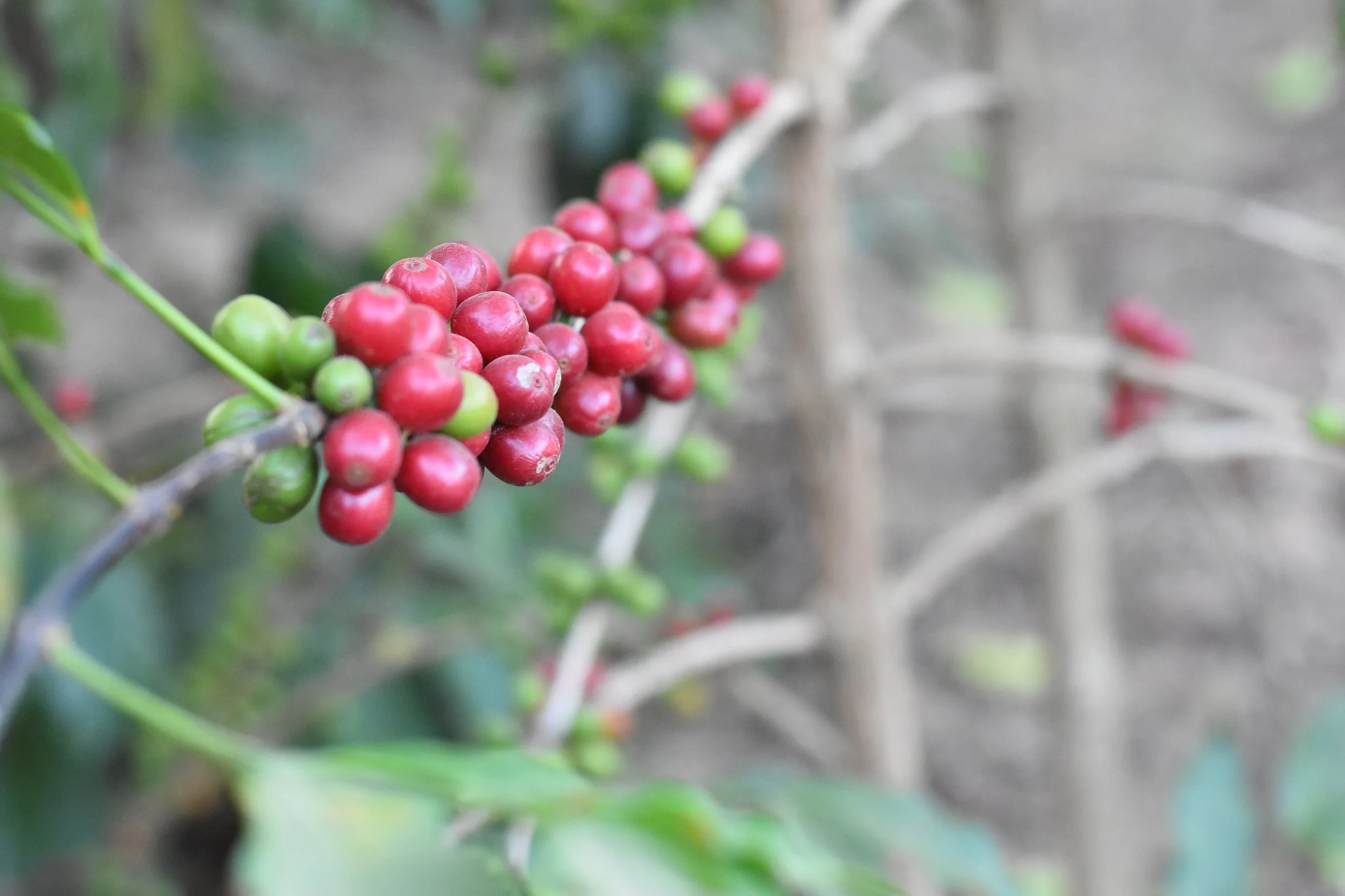 Freshly Roasted Coffee — Coffee Tree Roasters