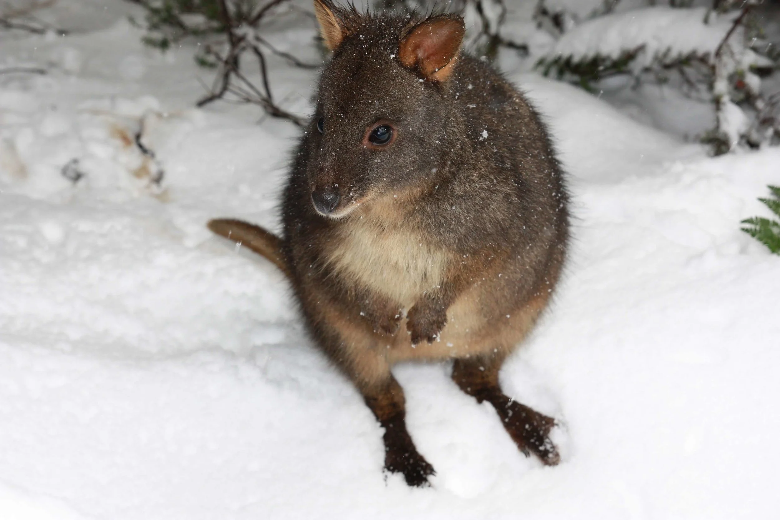 Wildlife — Cradle Mountain Highlanders Cottages