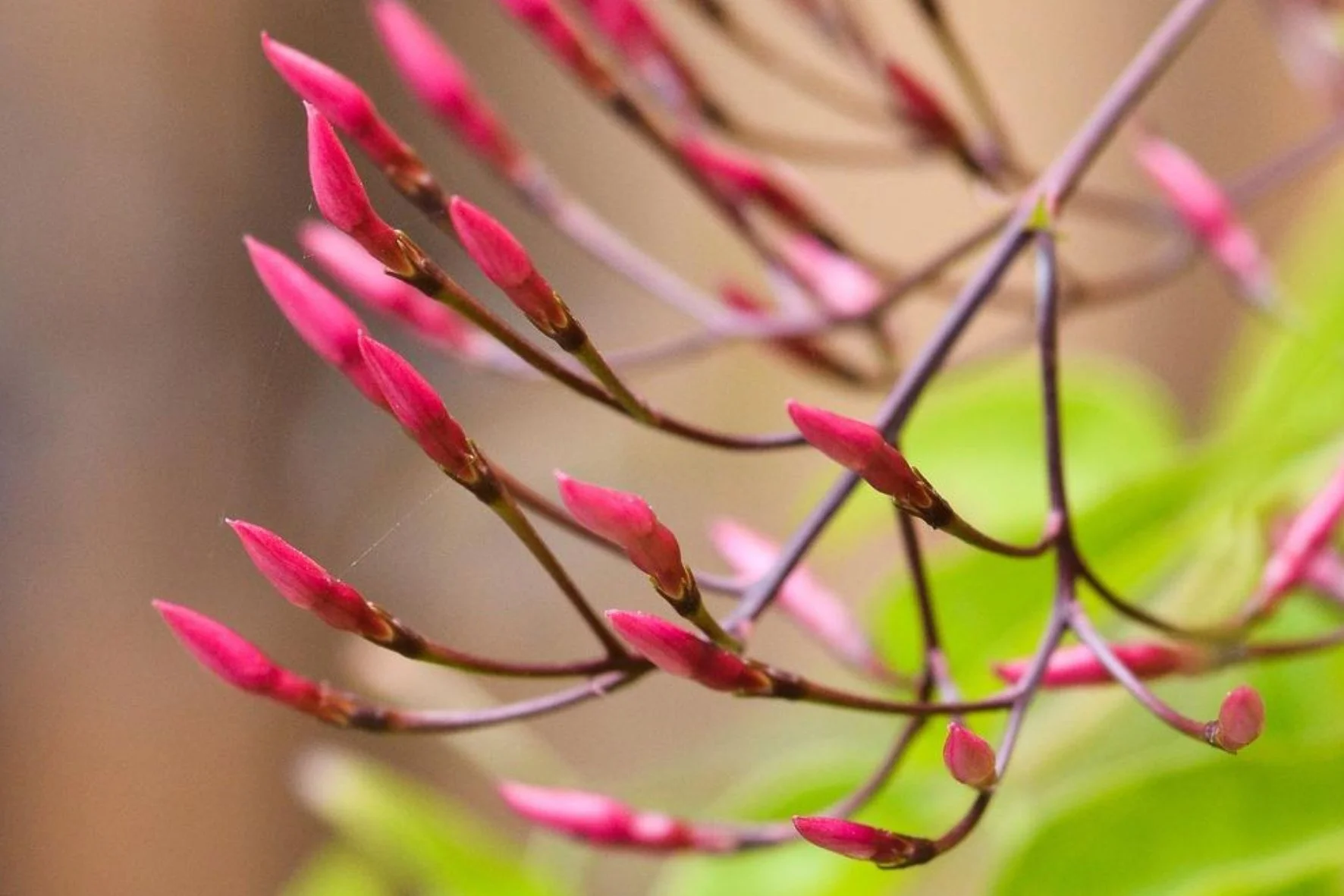 Our Team — The Praxis Project