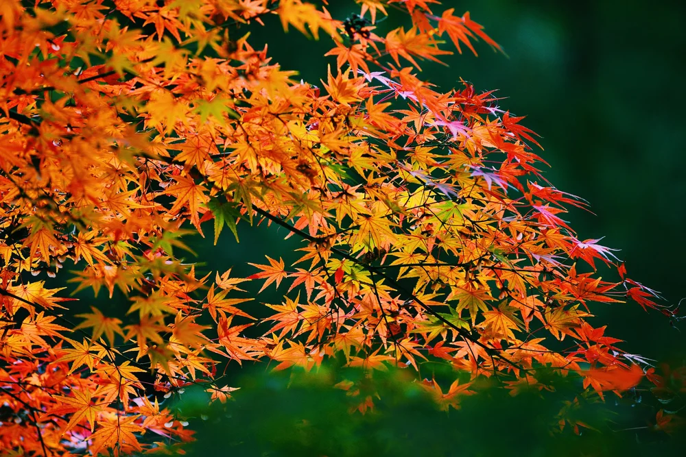 Acer Palmatum - Japanese Maple — Green Sky Landscapes | Landscaping ...