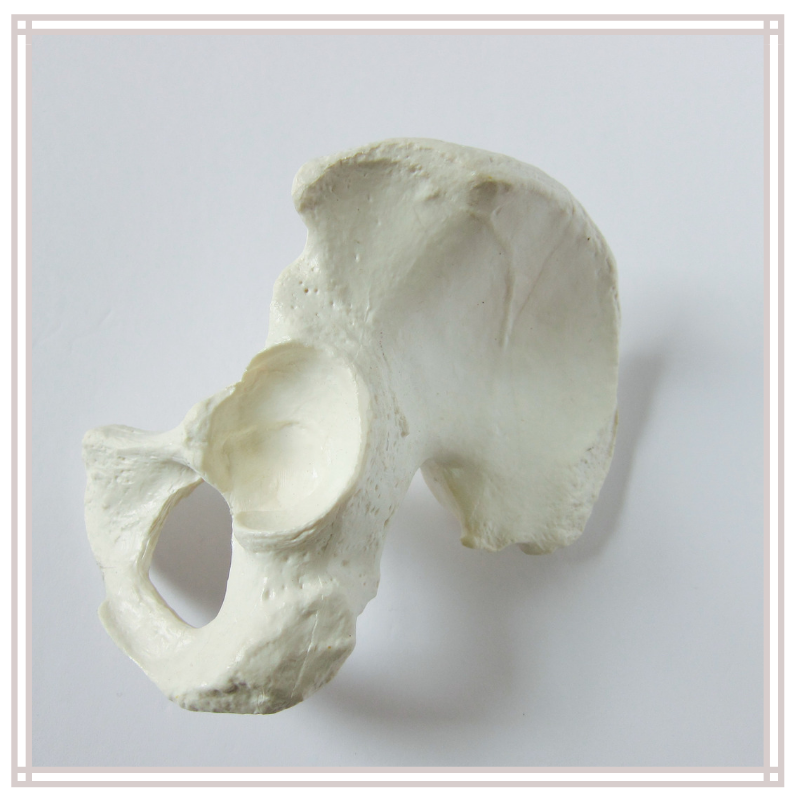 What is Neutral Pelvis — KBWell