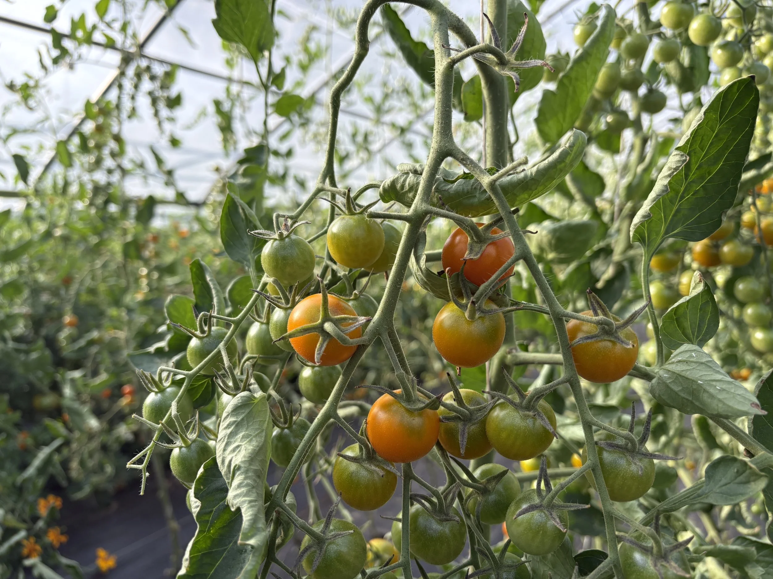 Our Staff — Yale Sustainable Food Program