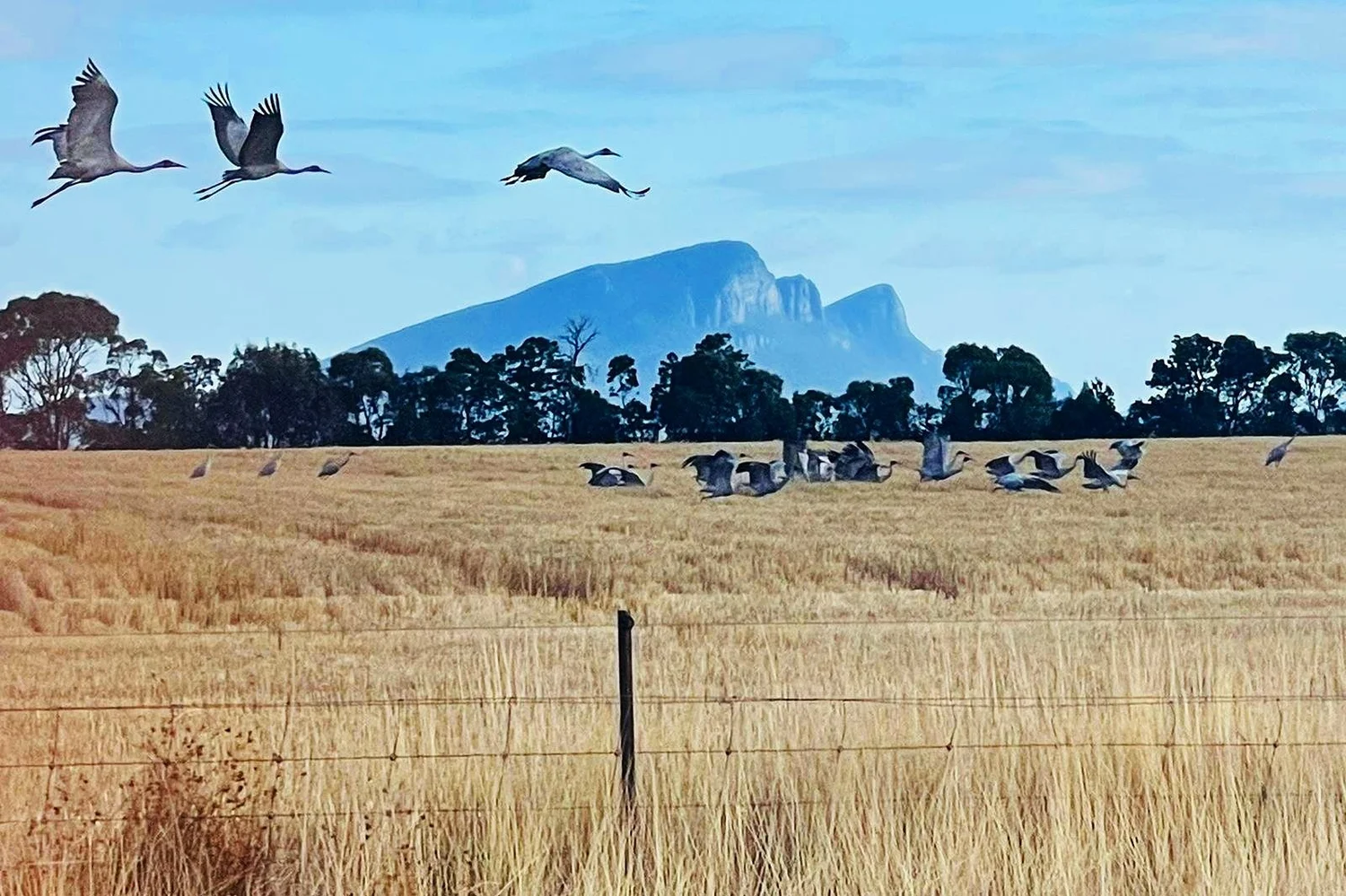 Primary Production — Dunkeld Pastoral Co