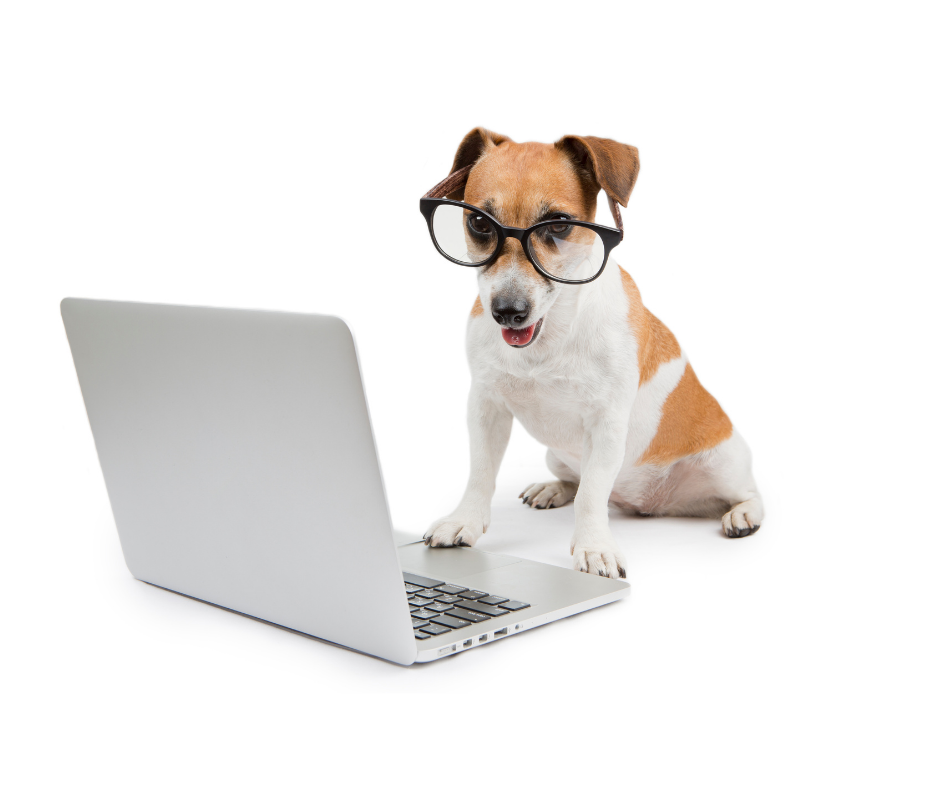 How Much Does A Dog Boarding Business Make how-much-does-a-dog-boarding-business-make