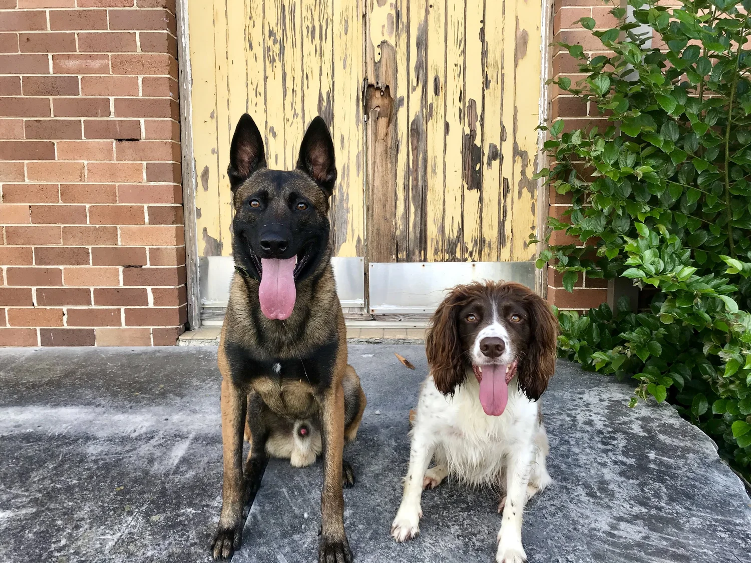 My Dogs — OPERANT CANINE