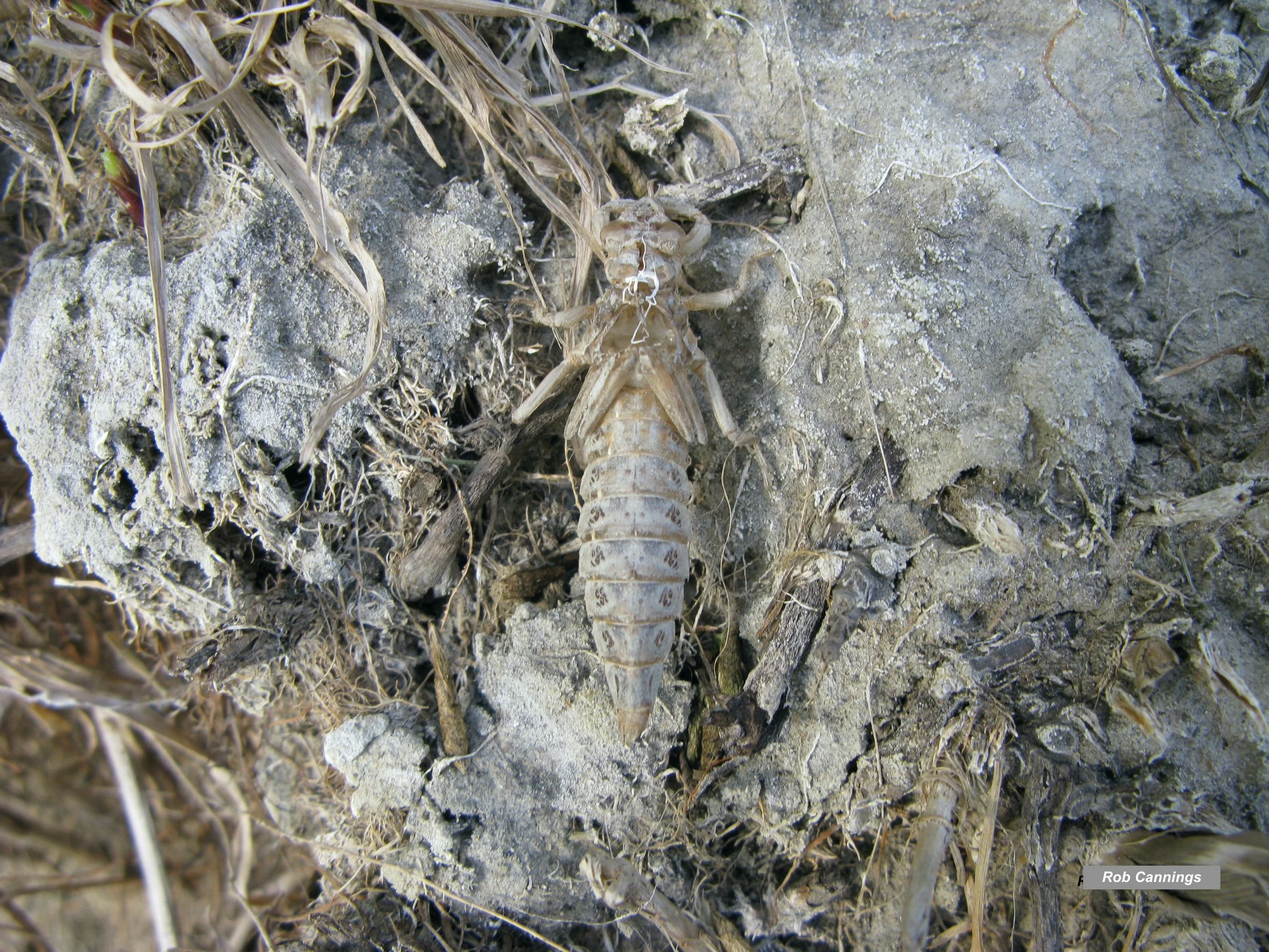 Species of the Month — Dragonfly Society of the Americas