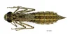 Species of the Month — Dragonfly Society of the Americas