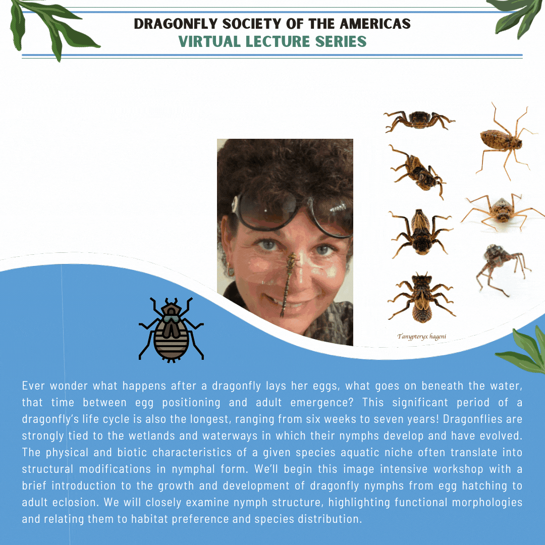 Anatomy and Functional Morphology of Dragonfly Nymphs by Marla Garrison ...