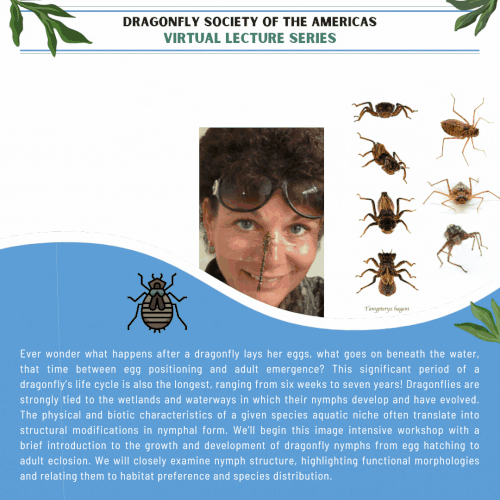 Anatomy and Functional Morphology of Dragonfly Nymphs by Marla Garrison ...
