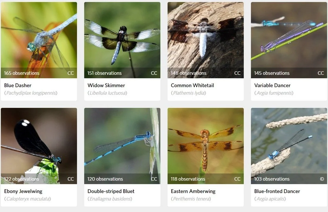 Ohio Odes — Dragonfly Society of the Americas