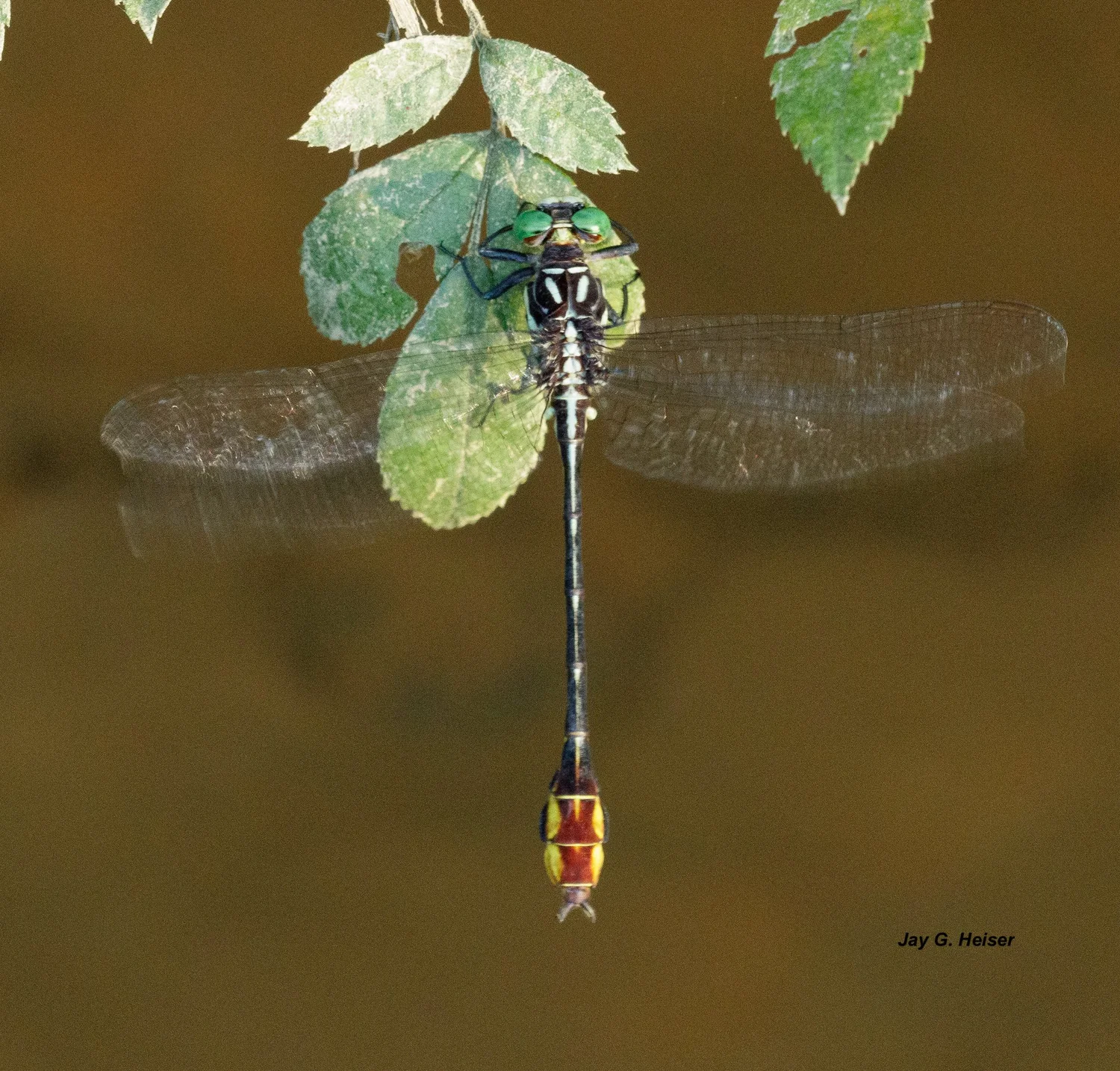 Dragonfly and Damselfly News — Dragonfly Society of the Americas