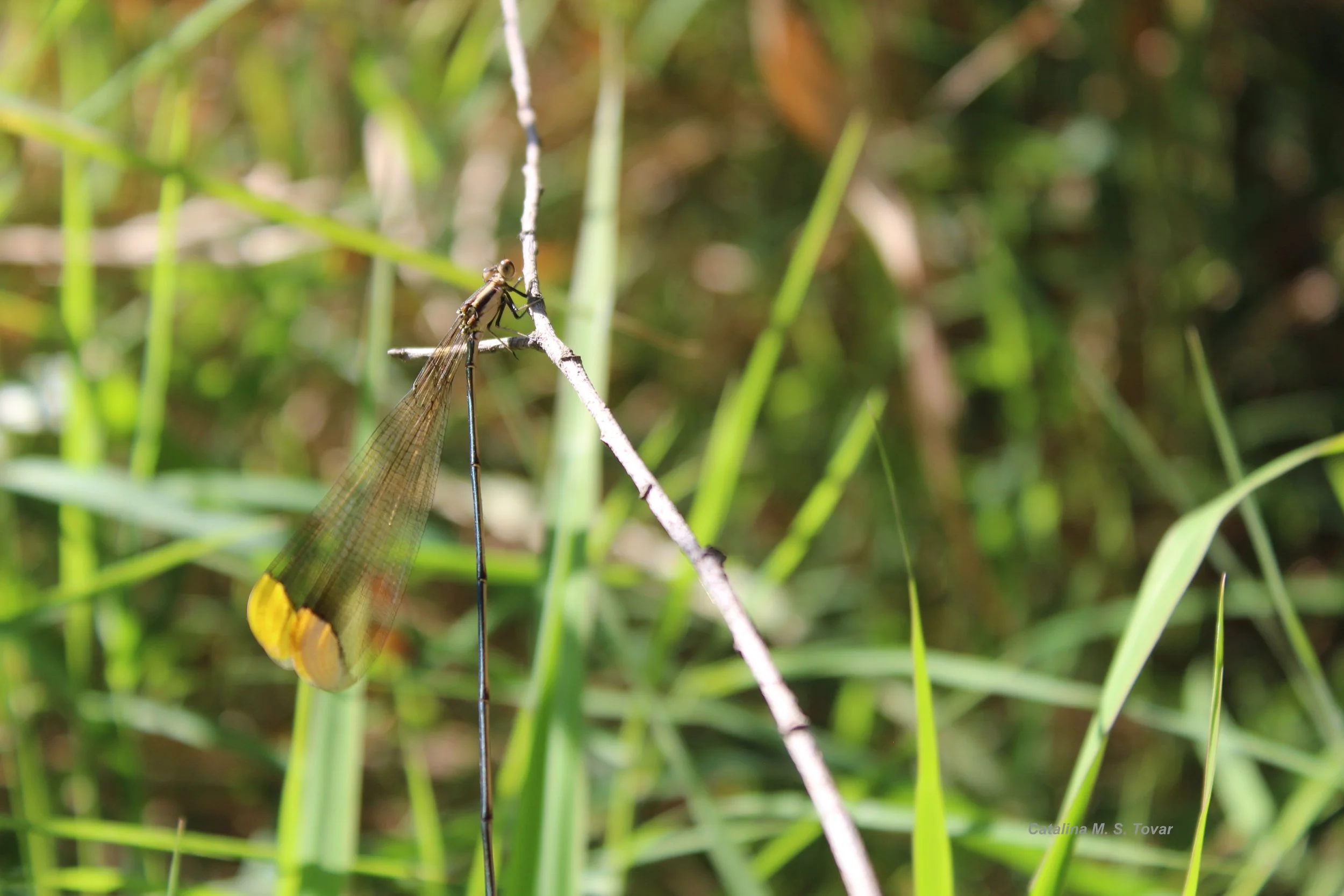 Dragonfly and Damselfly News — Dragonfly Society of the Americas