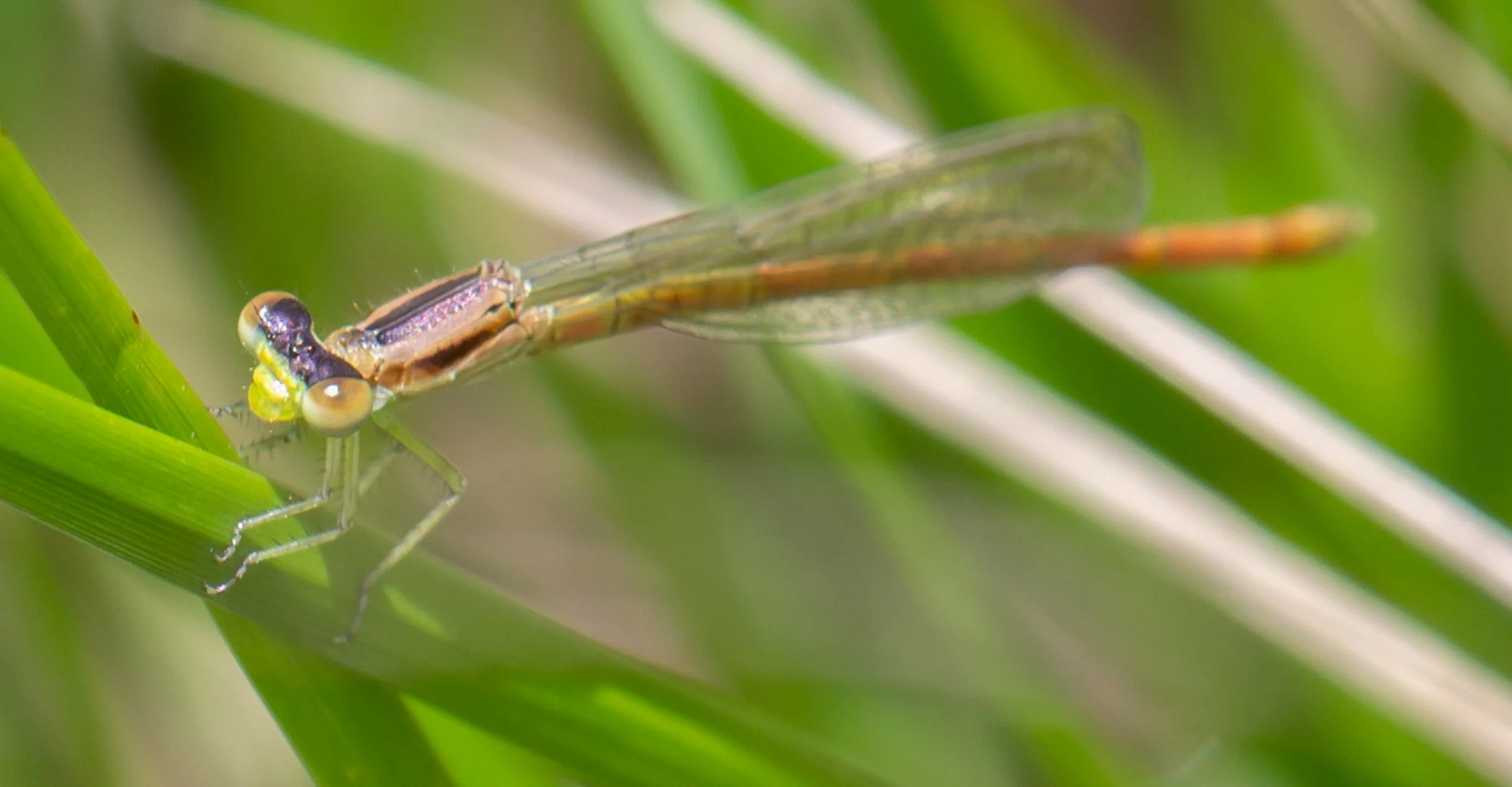 Dragonfly and Damselfly News — Dragonfly Society of the Americas