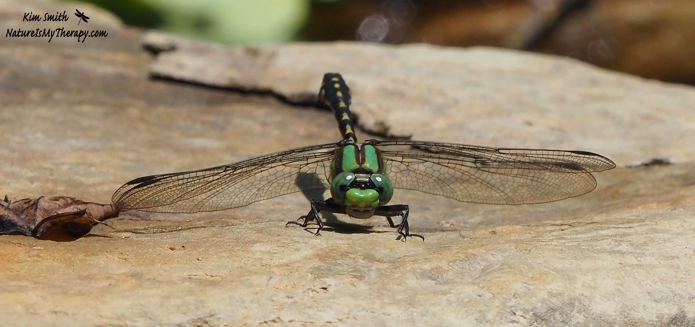 Dragonfly and Damselfly News — Dragonfly Society of the Americas