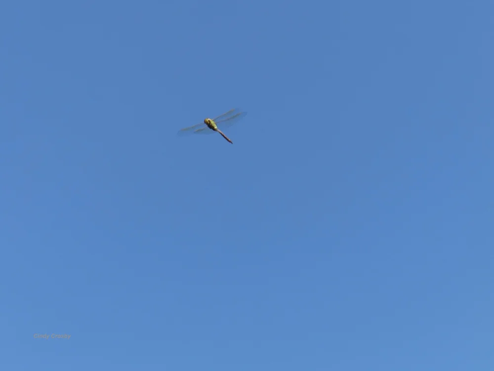 Species of the Month — Dragonfly Society of the Americas