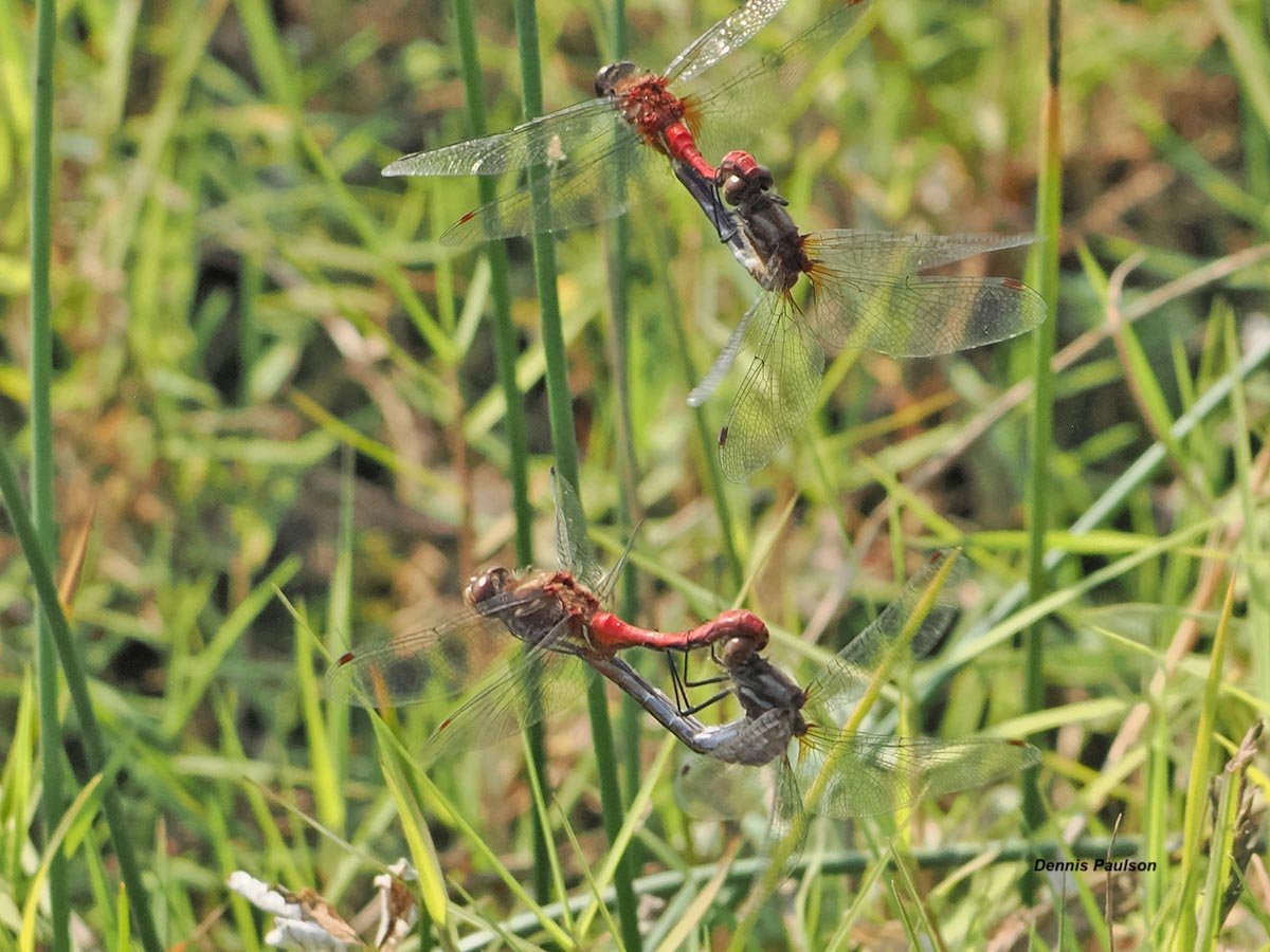Especie del mes — Dragonfly Society of the Americas