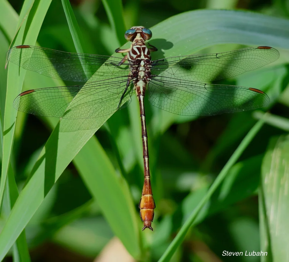 Blog — Dragonfly Society of the Americas