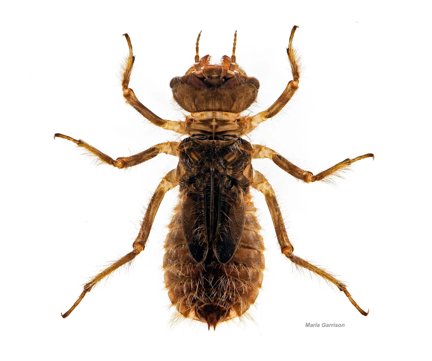 Blog — Dragonfly Society of the Americas