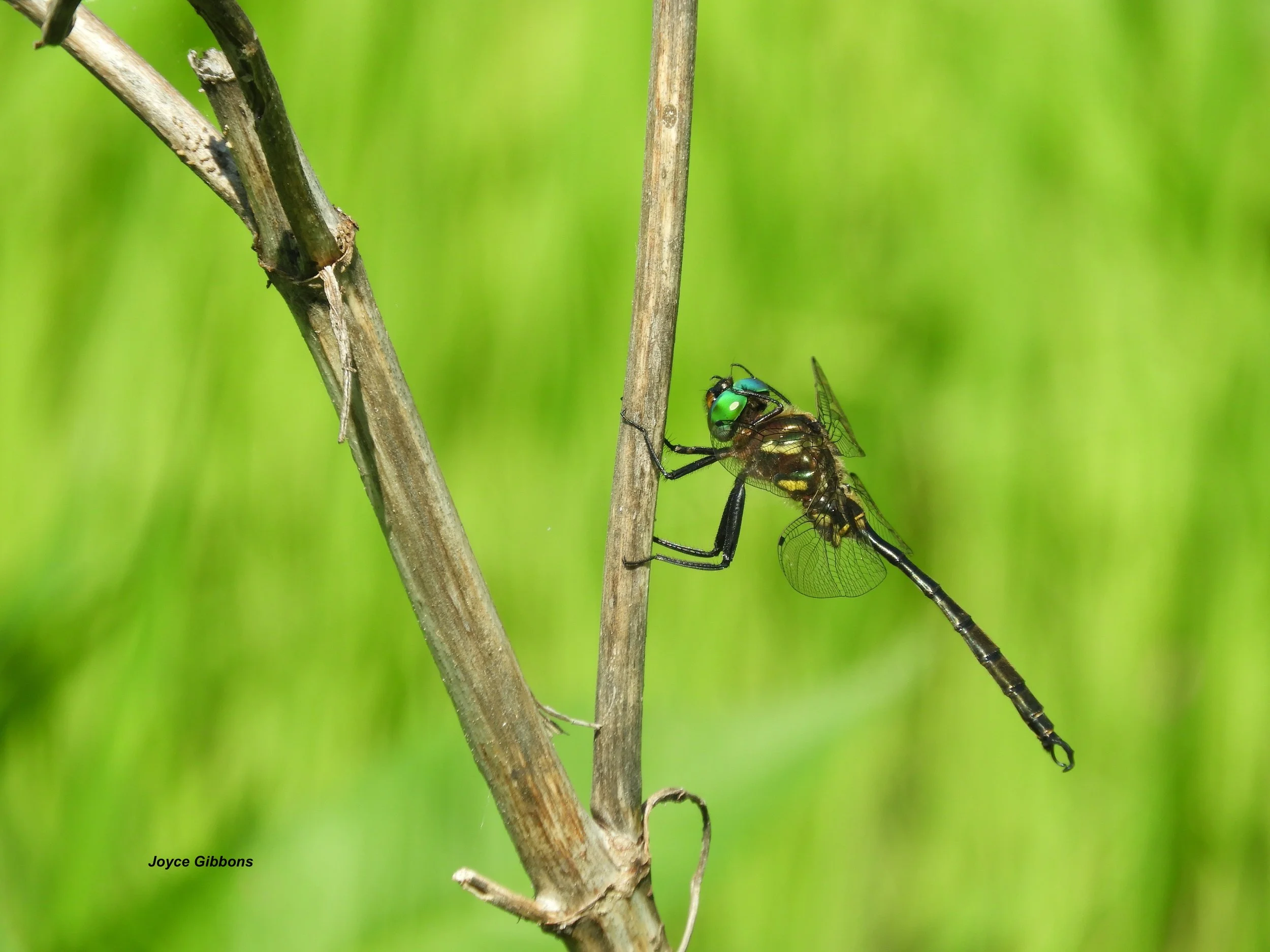 DSA Species of the Month: Hine’s Emerald (Somatochlora hineana ...