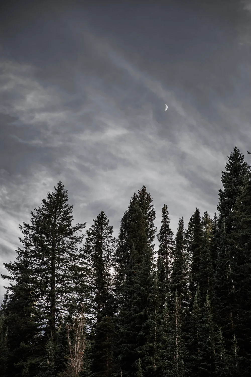 Orange Clove Bitters - Made From Organic Herbs and Spices - Honest John ...