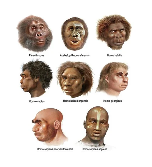 29 - Human Evolution and Migration (w/ Molly Rathbun!) — Curioscity: a ...