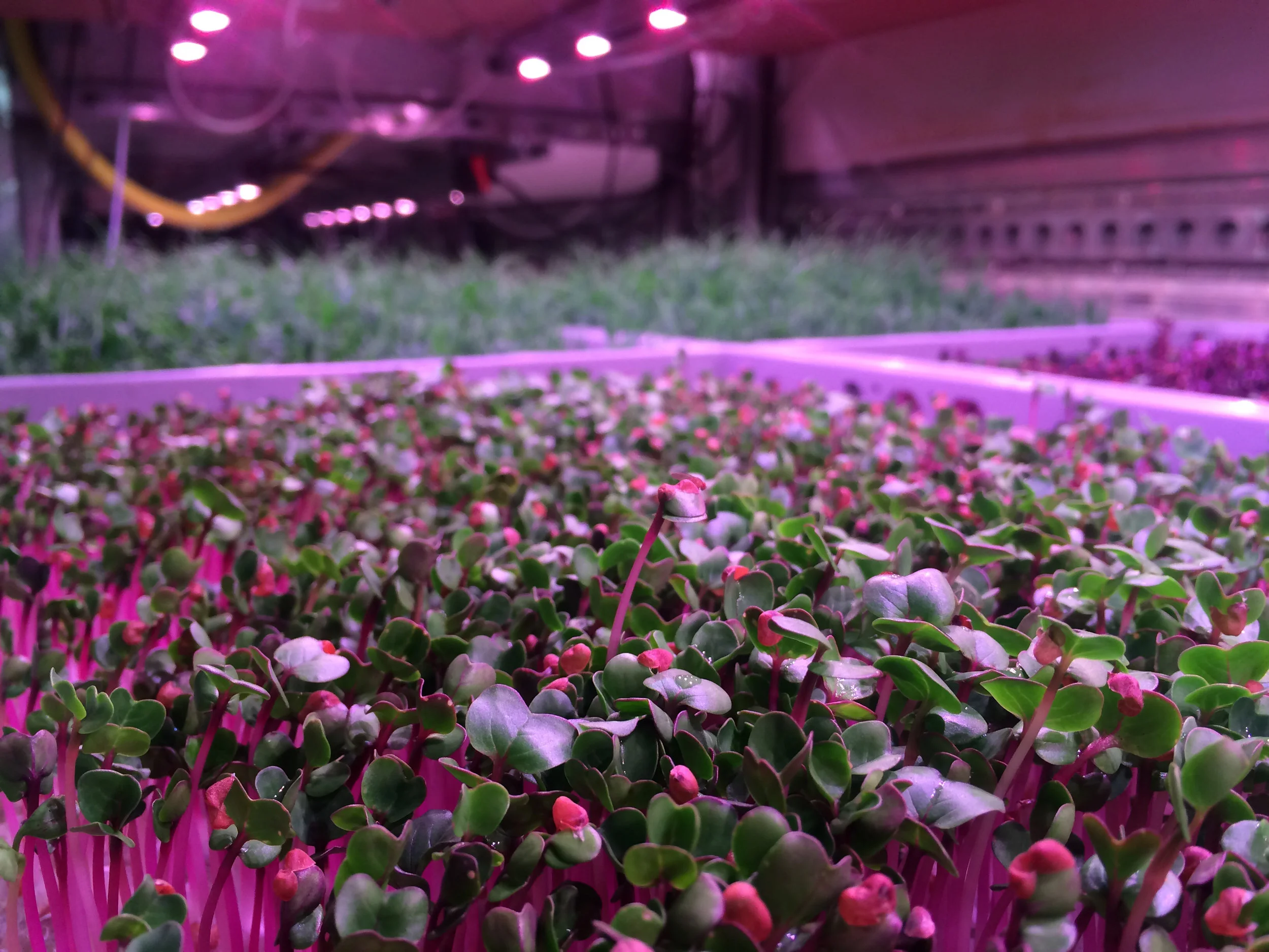 LettUs Grow — The Biological Basis for Aeroponics