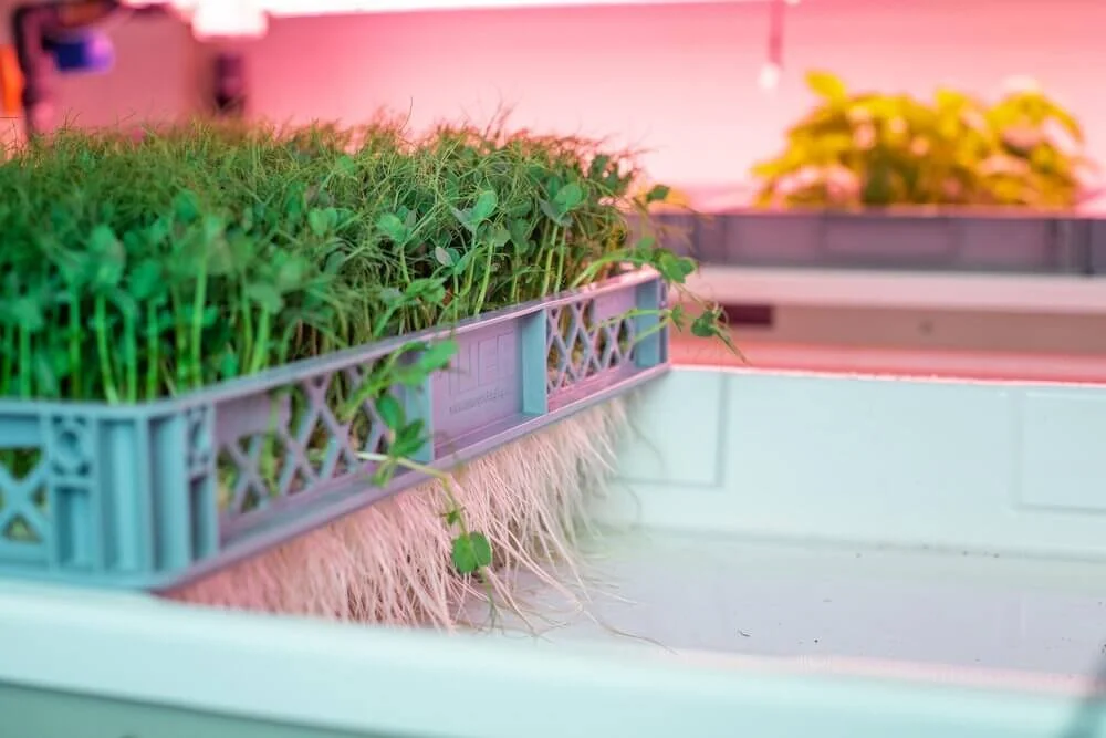 Aeroponic Technology | Vertical Farming | LettUs Grow