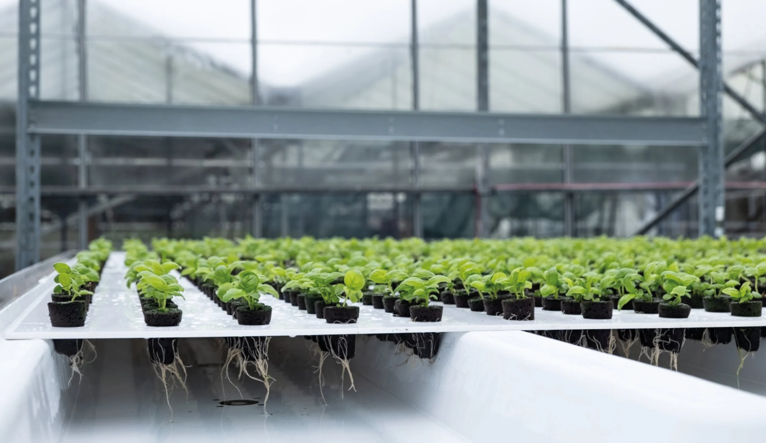 Aeroponic Rolling Benches | LettUs Grow