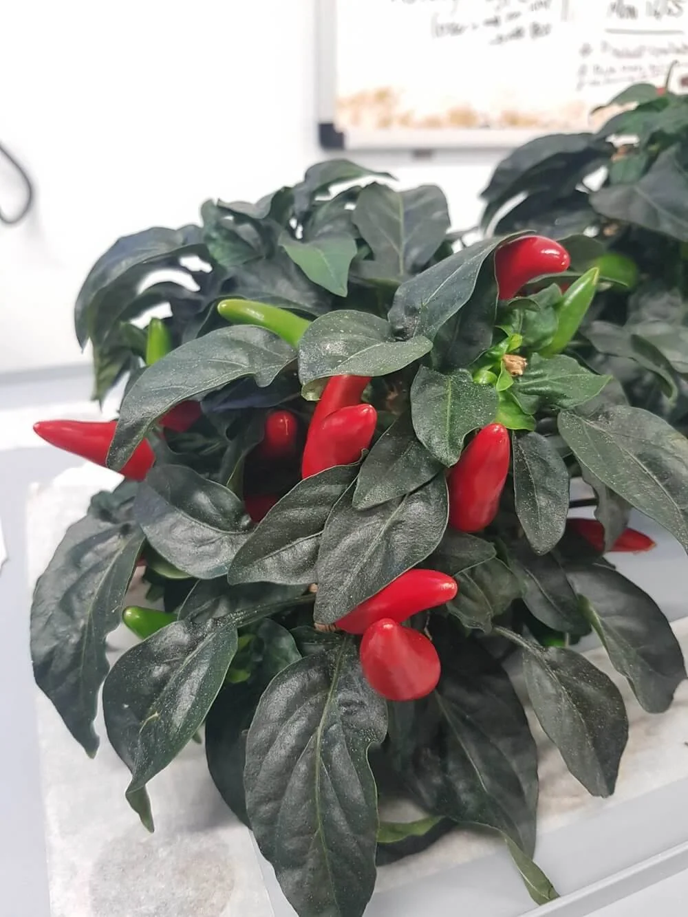 LettUs Grow trial growing chilli plants with aeroponics