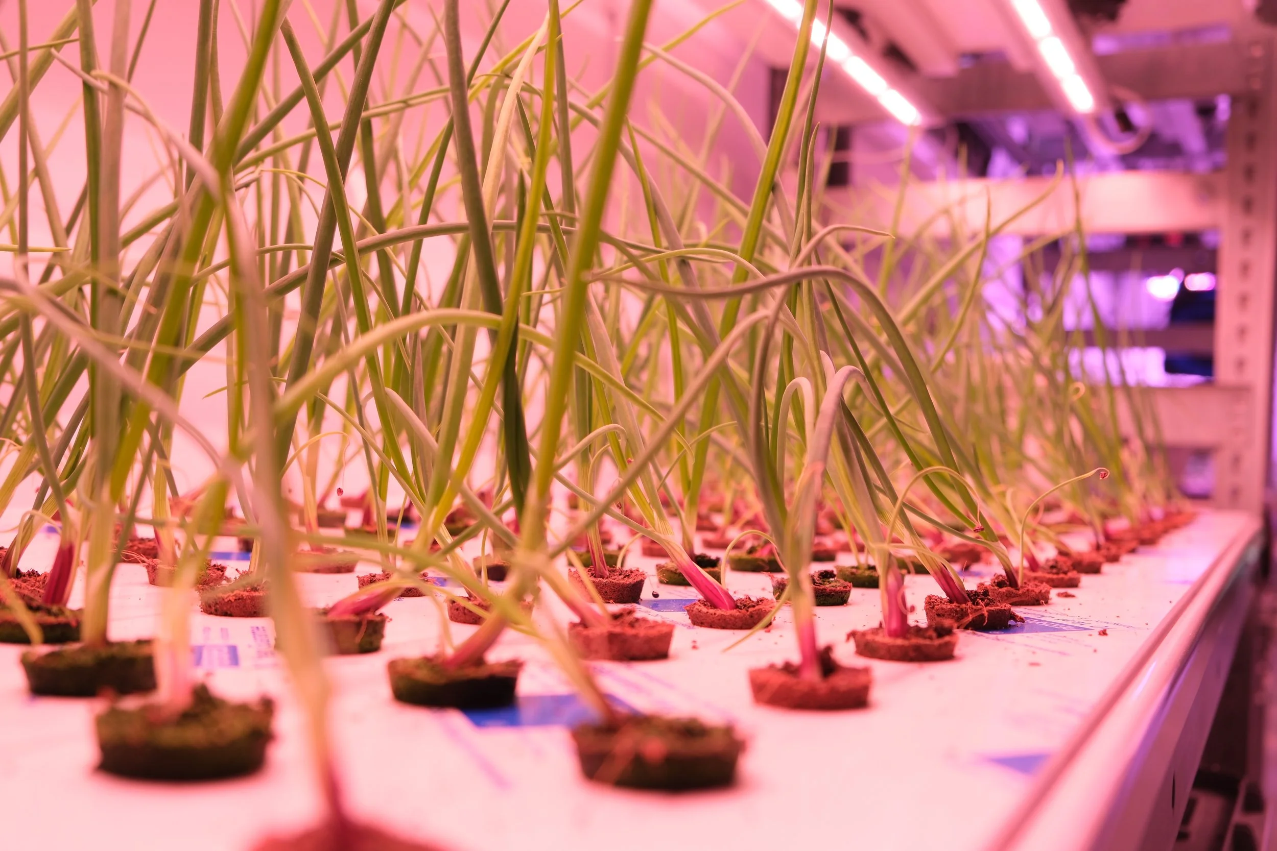 Aeroponic Irrigation | Indoor farming | Greenhouse Technology