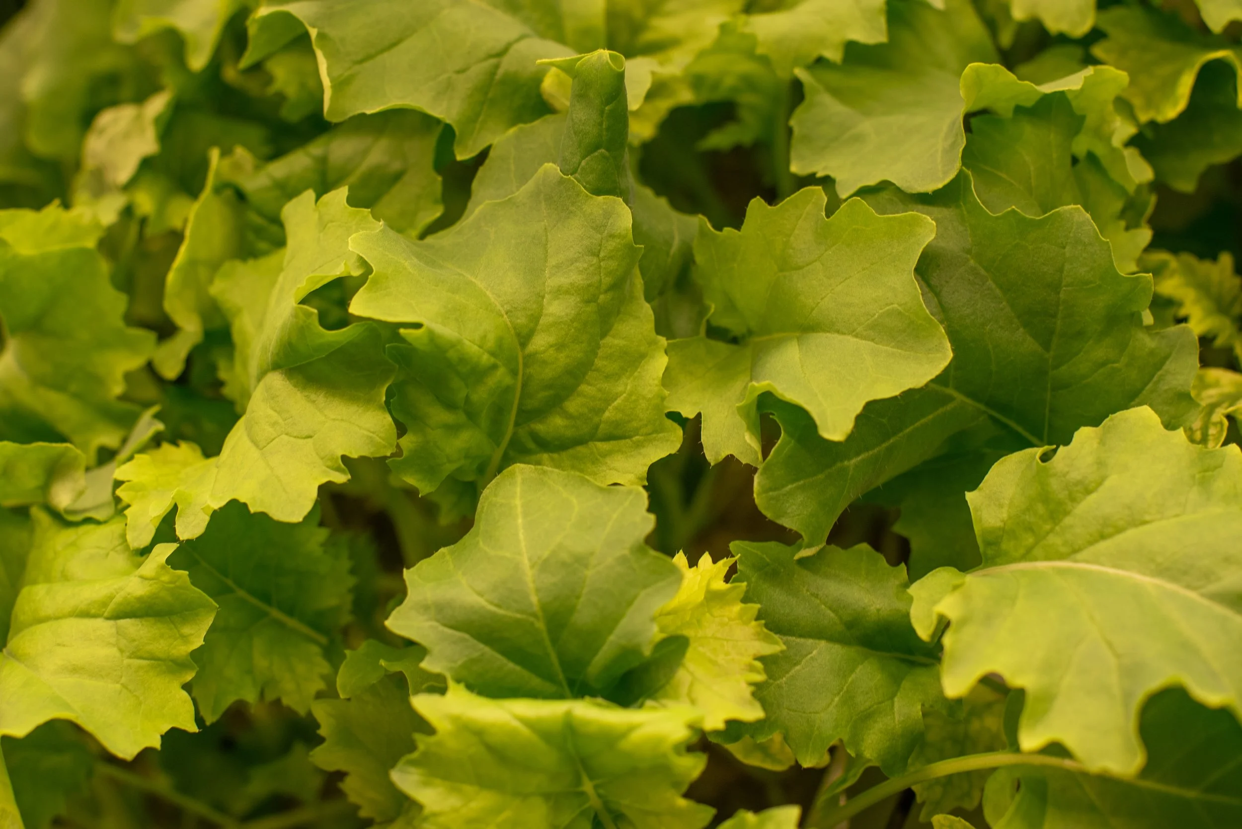 Aeroponic Rolling Benches | LettUs Grow