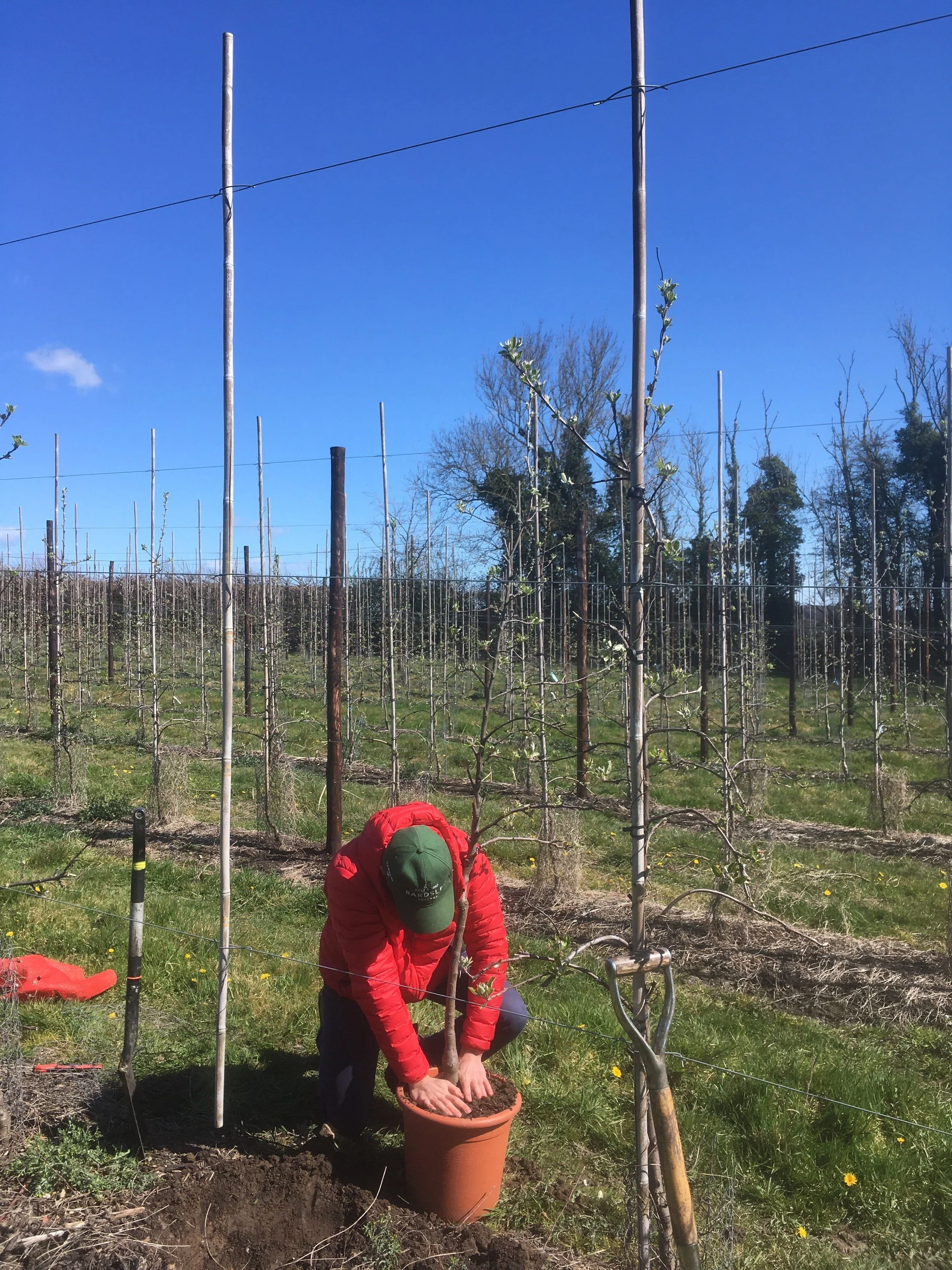 LettUs Grow & Bardsley England partner to propagate apple tree whips ...