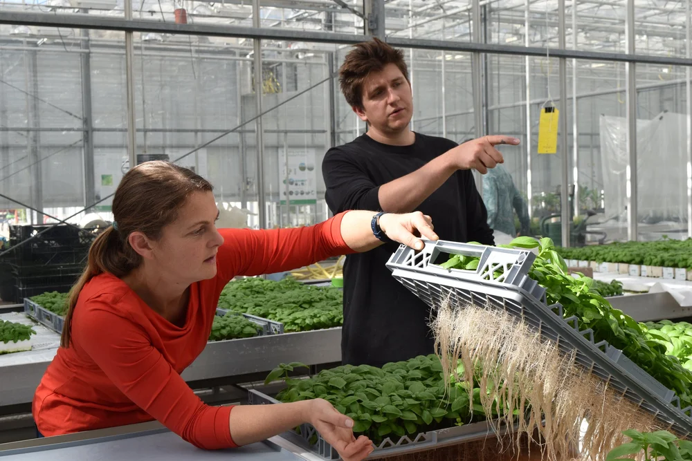 Aeroponic Technology | Indoor Farming | LettUs Grow