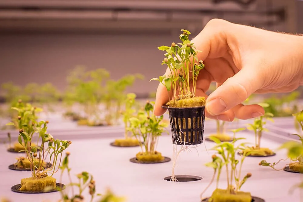 Aeroponic Technology | Indoor Farming | LettUs Grow