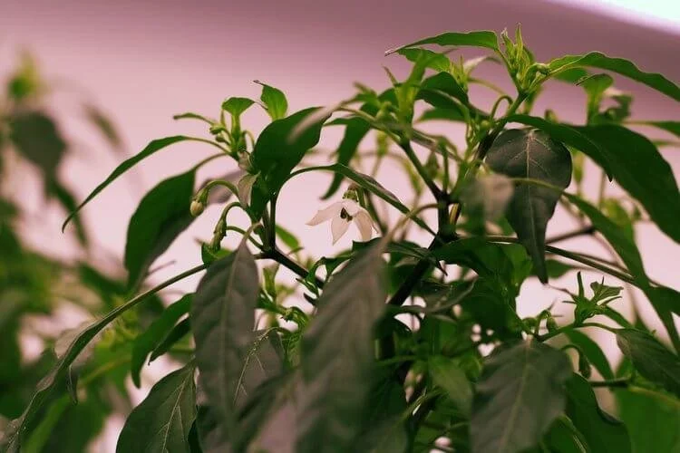 LettUs Grow trial growing chilli plants with aeroponics