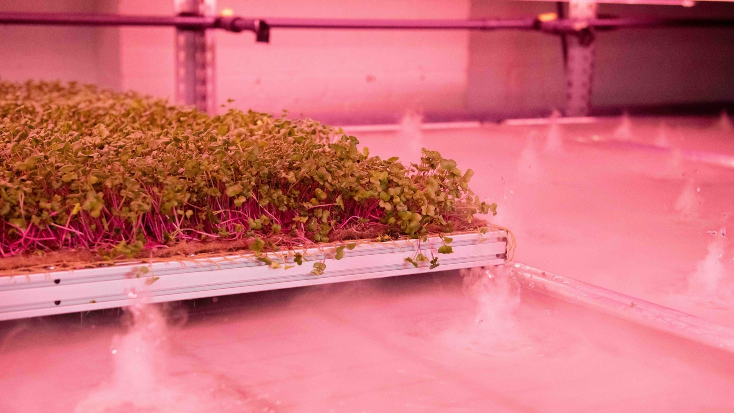 Aeroponic Rolling Benches | LettUs Grow