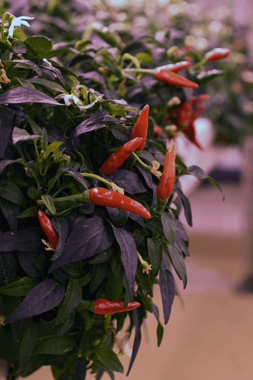 LettUs Grow trial growing chilli plants with aeroponics
