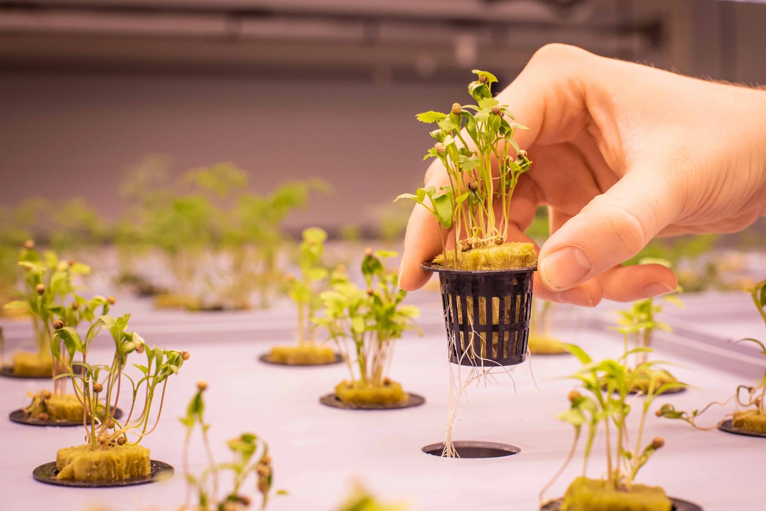 DROP & GROW Aeroponic Container Farm System | LettUs Grow