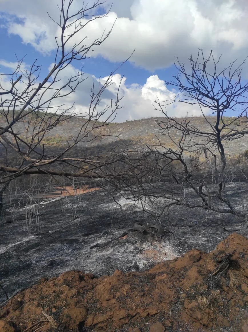 Fires on the Lolldaiga Hills — The Safari Series