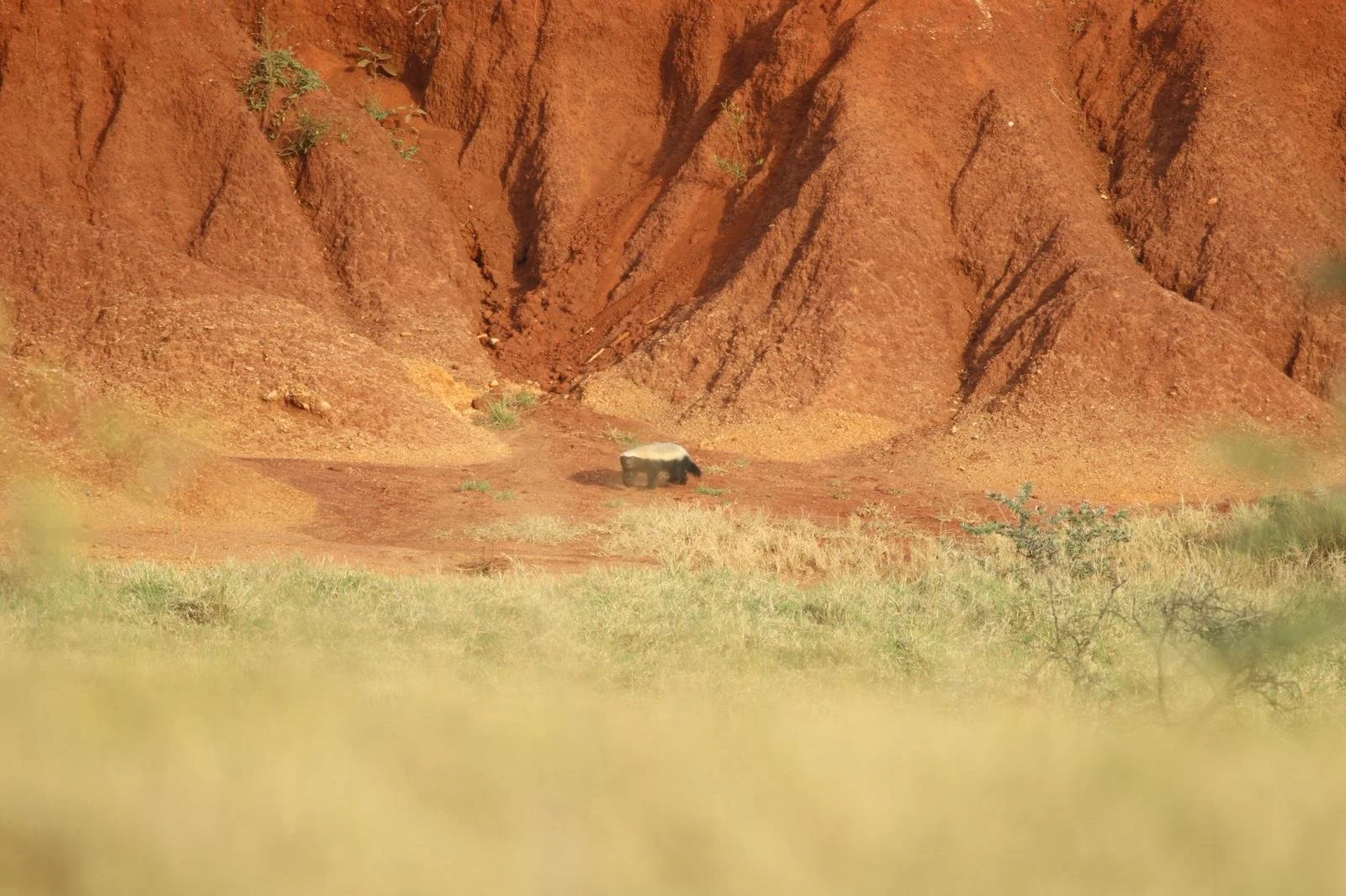 Sighting a rare honey badger - an exciting afternoon for our guests ...