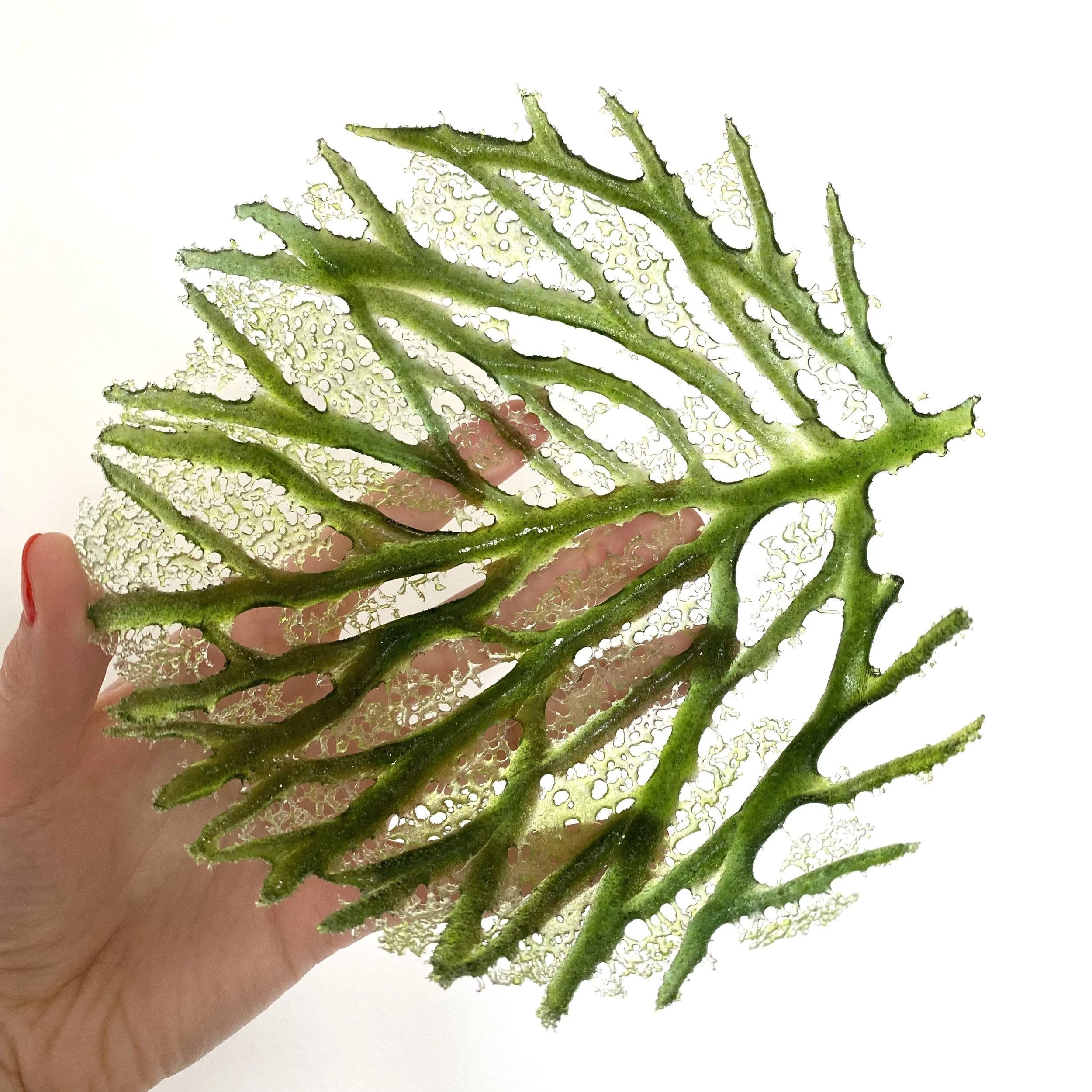 PALMATELY NETTED VEIN — KIRA PHOENIX K'INAN