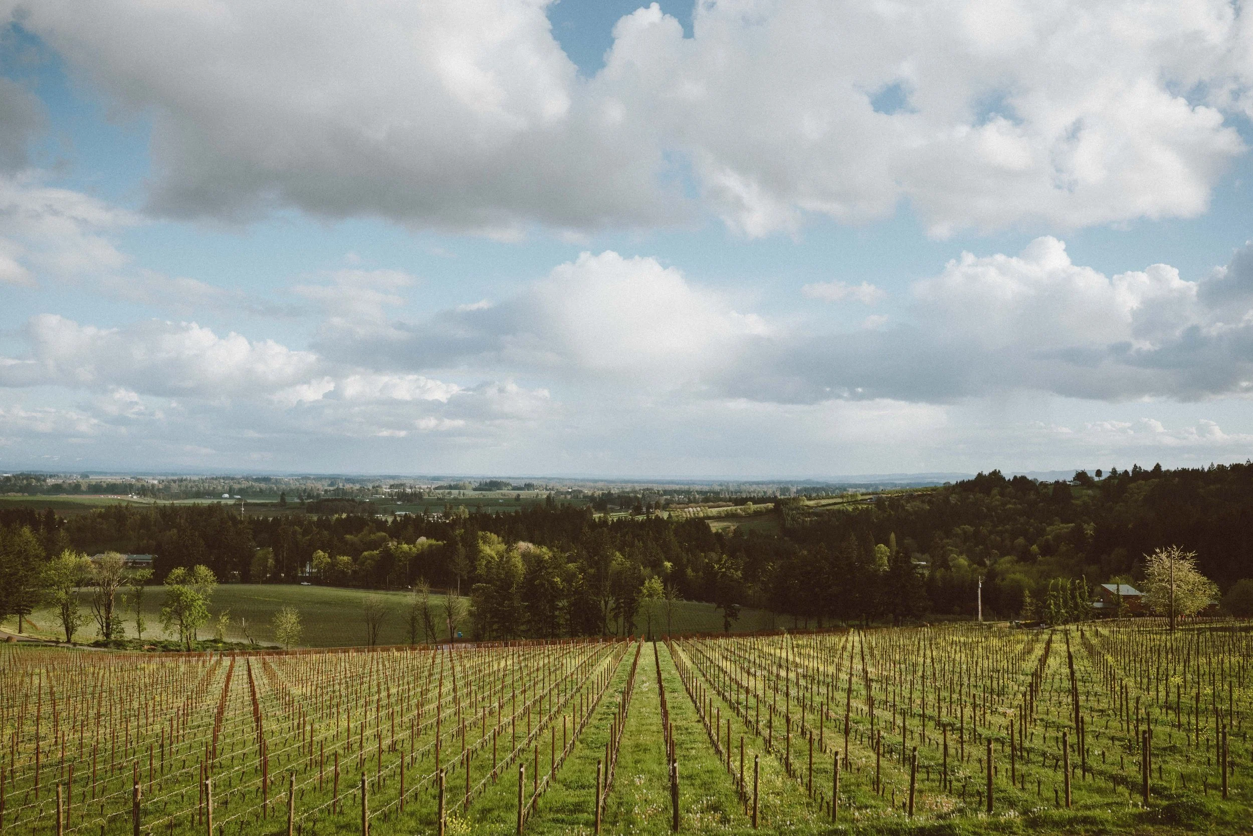 Welcome to Domaine Roy & fils Winery and Vineyard | Willamette Valley ...