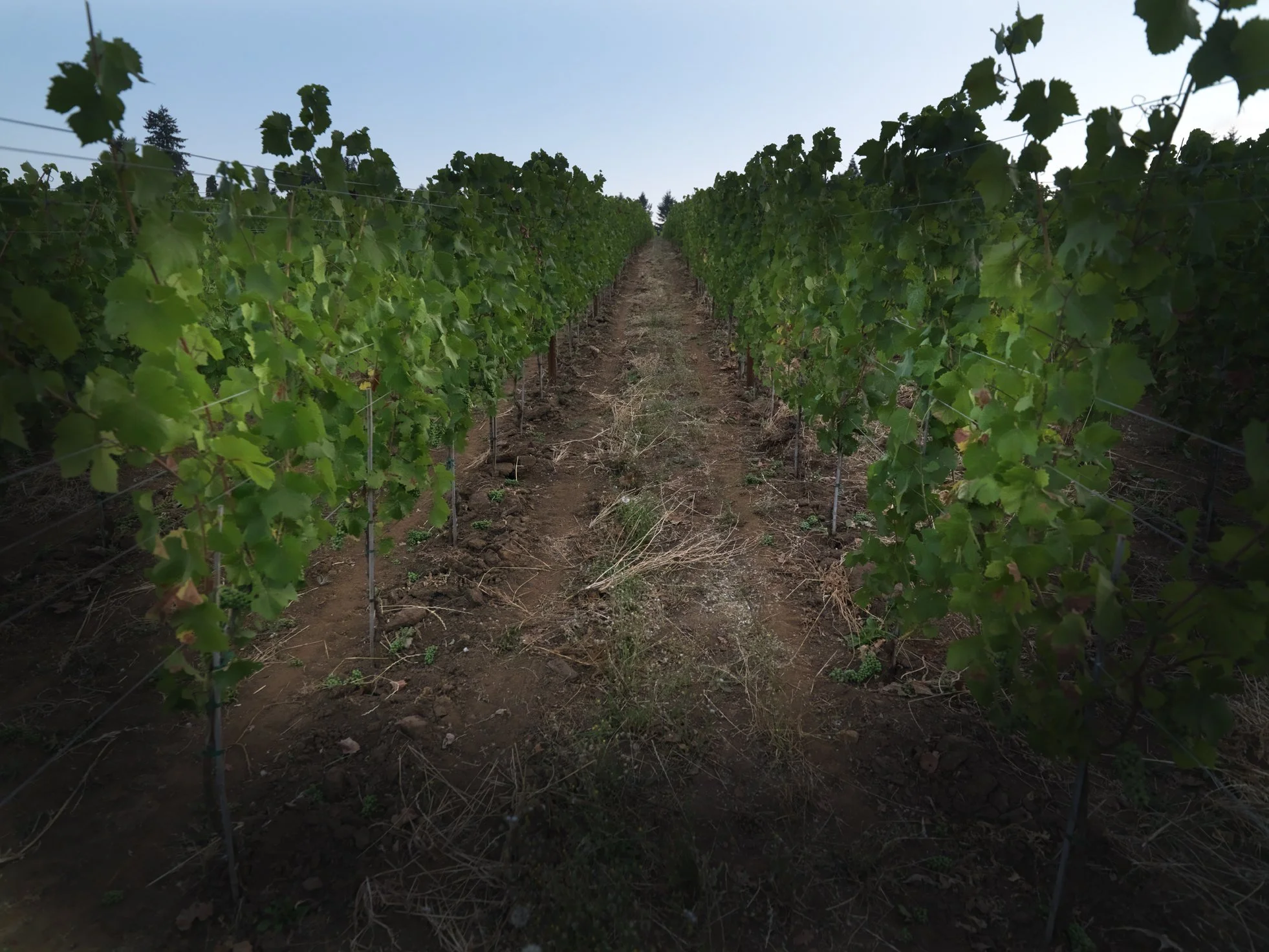 Capturing the Essence of Our Soils — Domaine Roy & fils