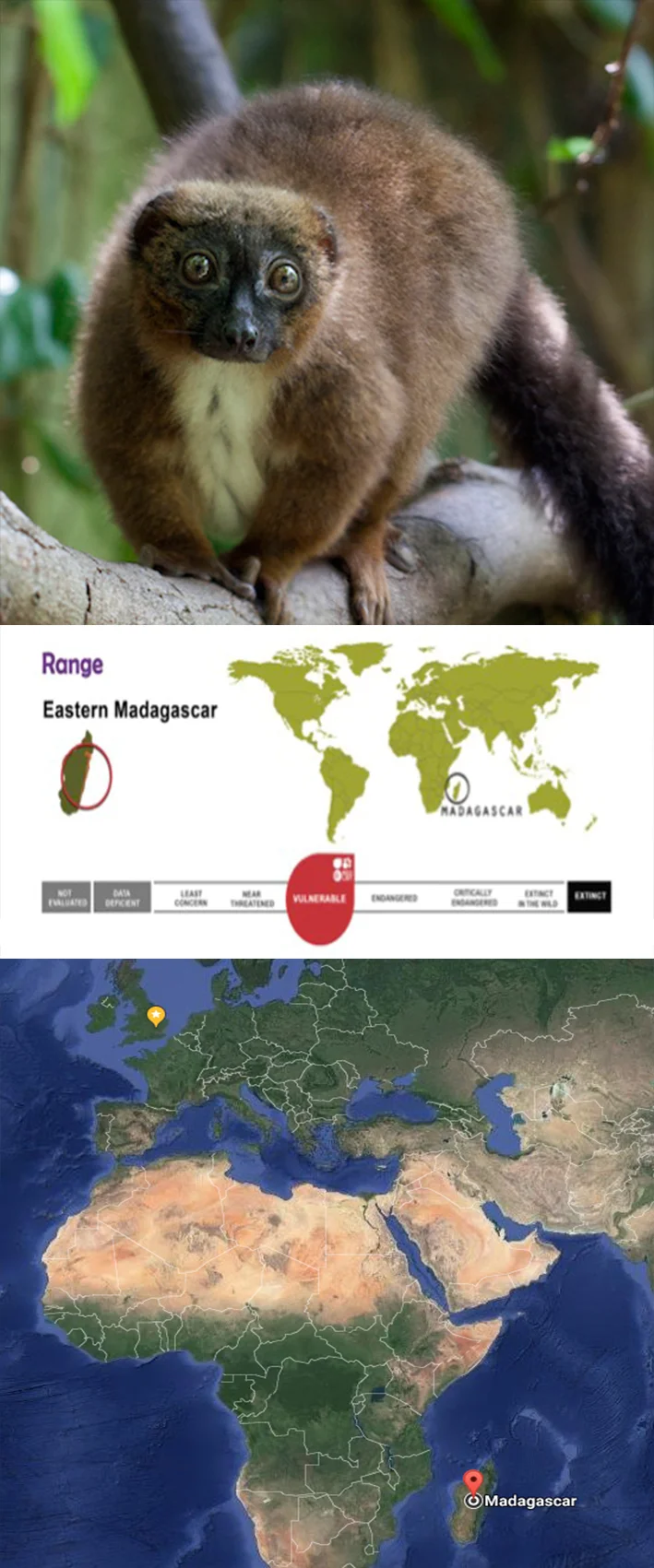 PRIMATES — Shaldon Zoo