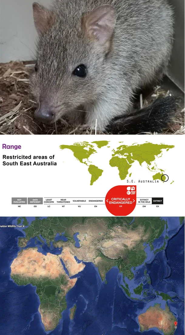 MAMMALS — Shaldon Zoo