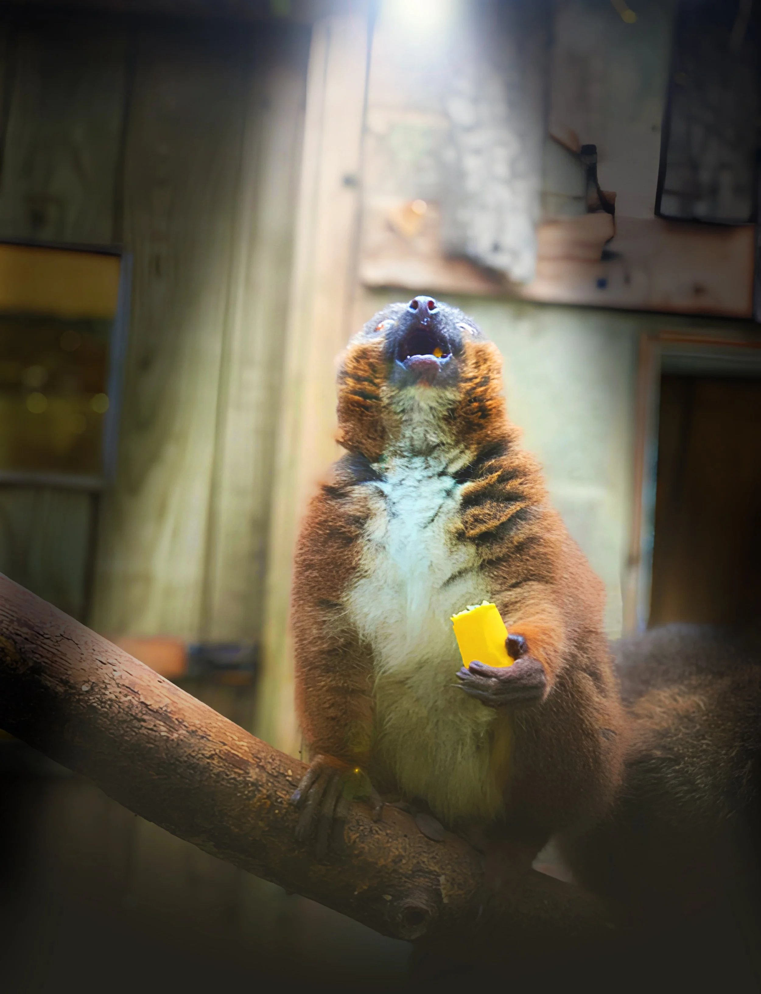 Zoo Food — Shaldon Zoo