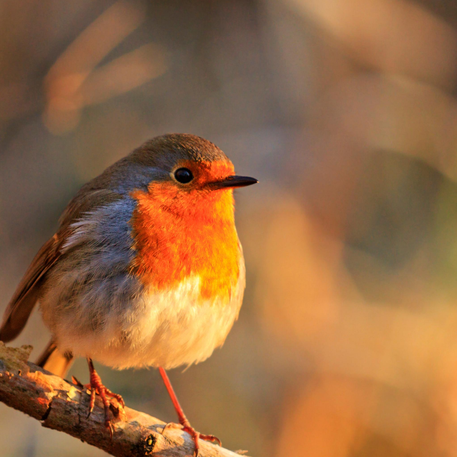 Who is your Spirit Animal? A 4-Step Guide for Understanding Our Animal ...